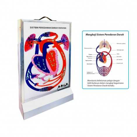 Blood Circulation System Model