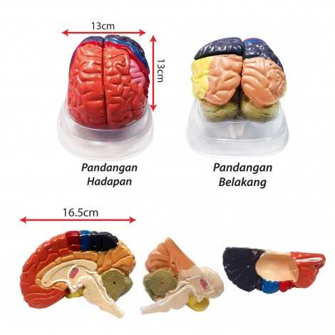 Model Of Human Brain (Colour)