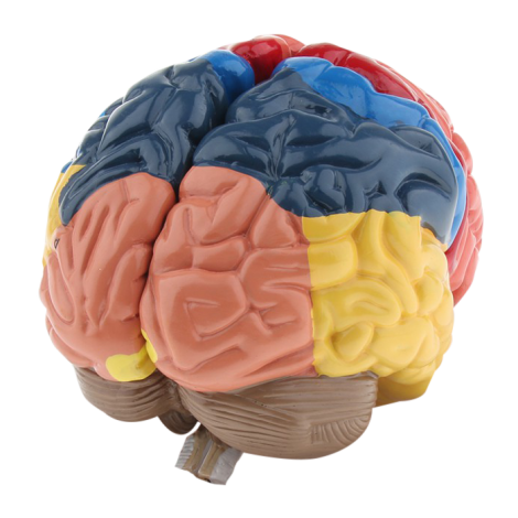 Model Of Human Brain (Colour)