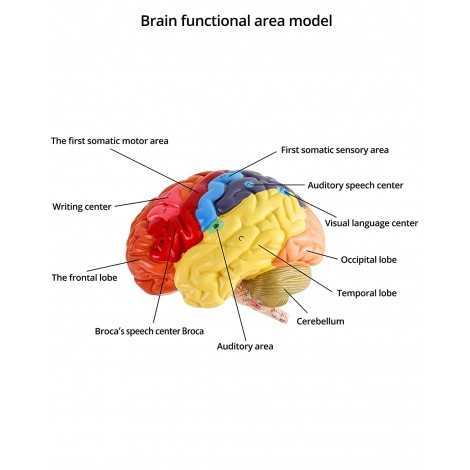 Model Of Human Brain (Colour)